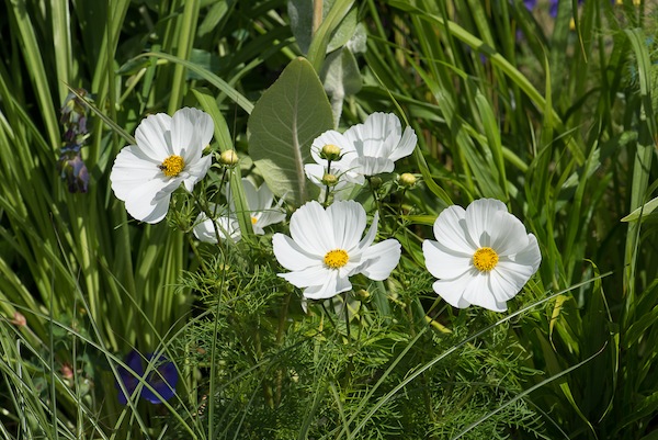 The Unique Rare Chromosome Garden