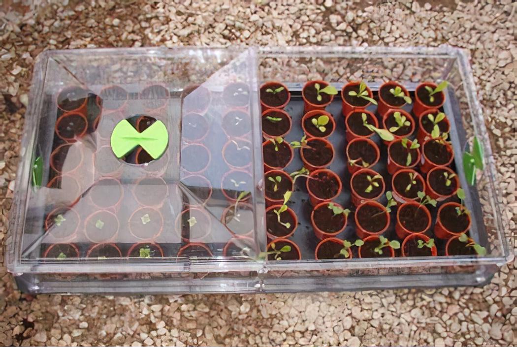 Greenhouse sensations - propagator