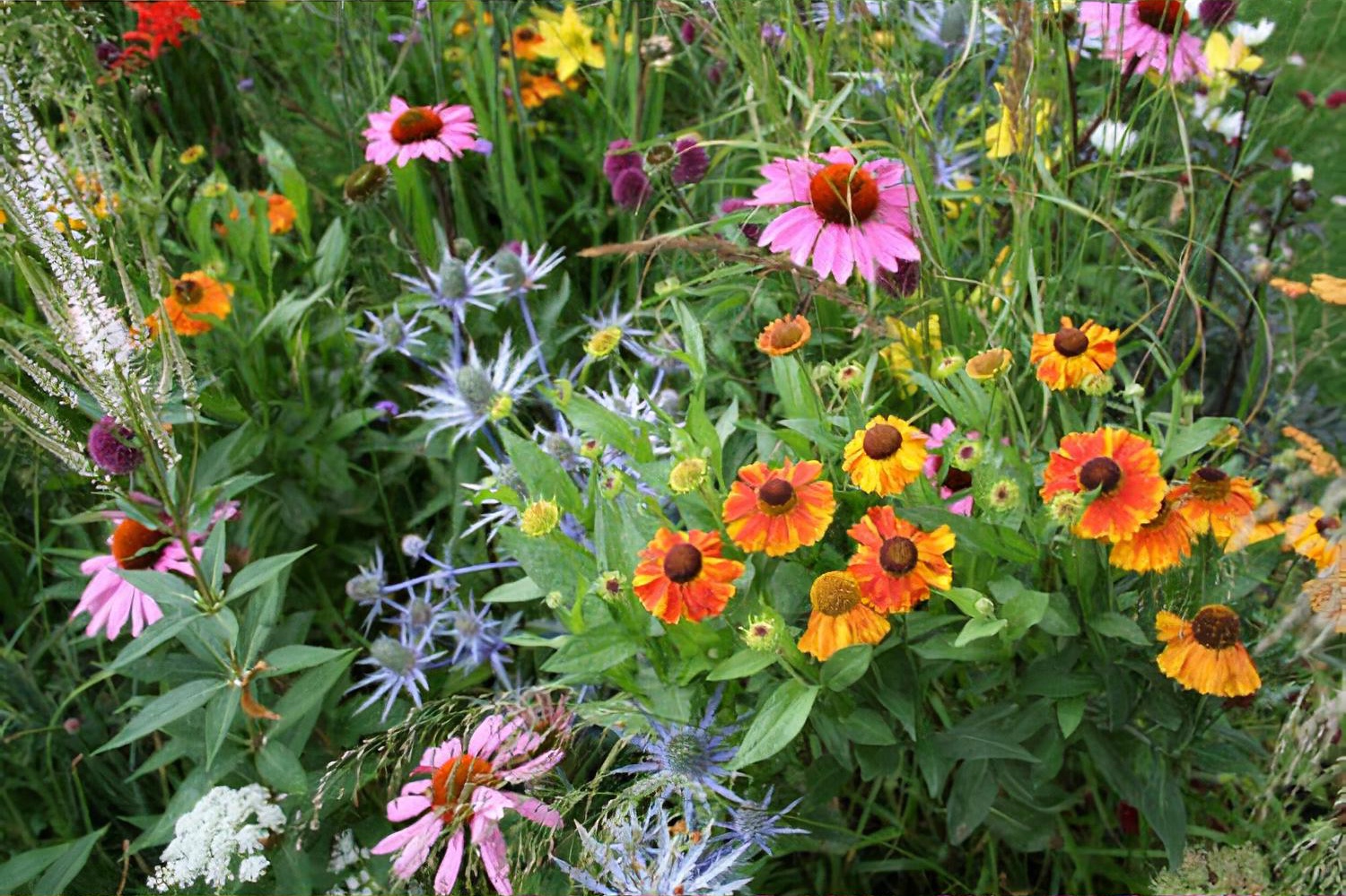 Hamton court flower show 2009 - nature to nurture