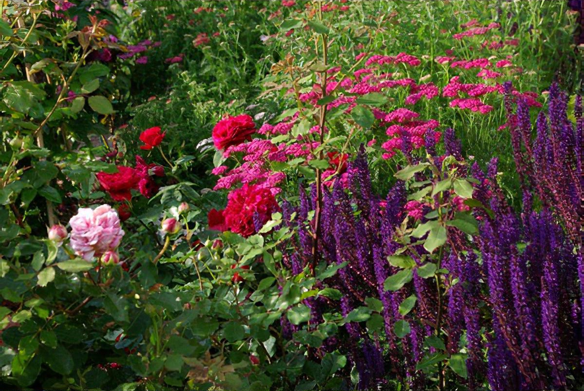 Romantic seaside rose-garden