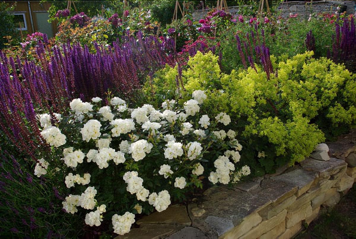 Romantic seaside rose-garden