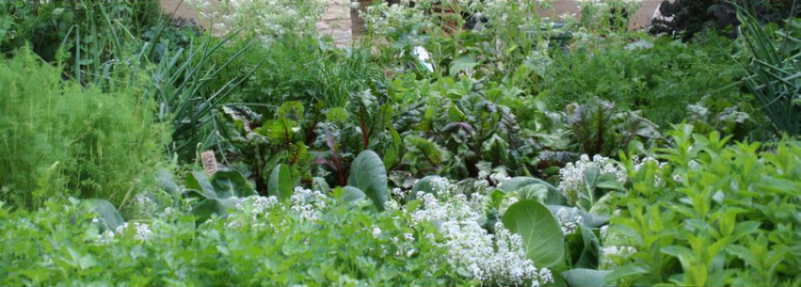 Crops in pots
