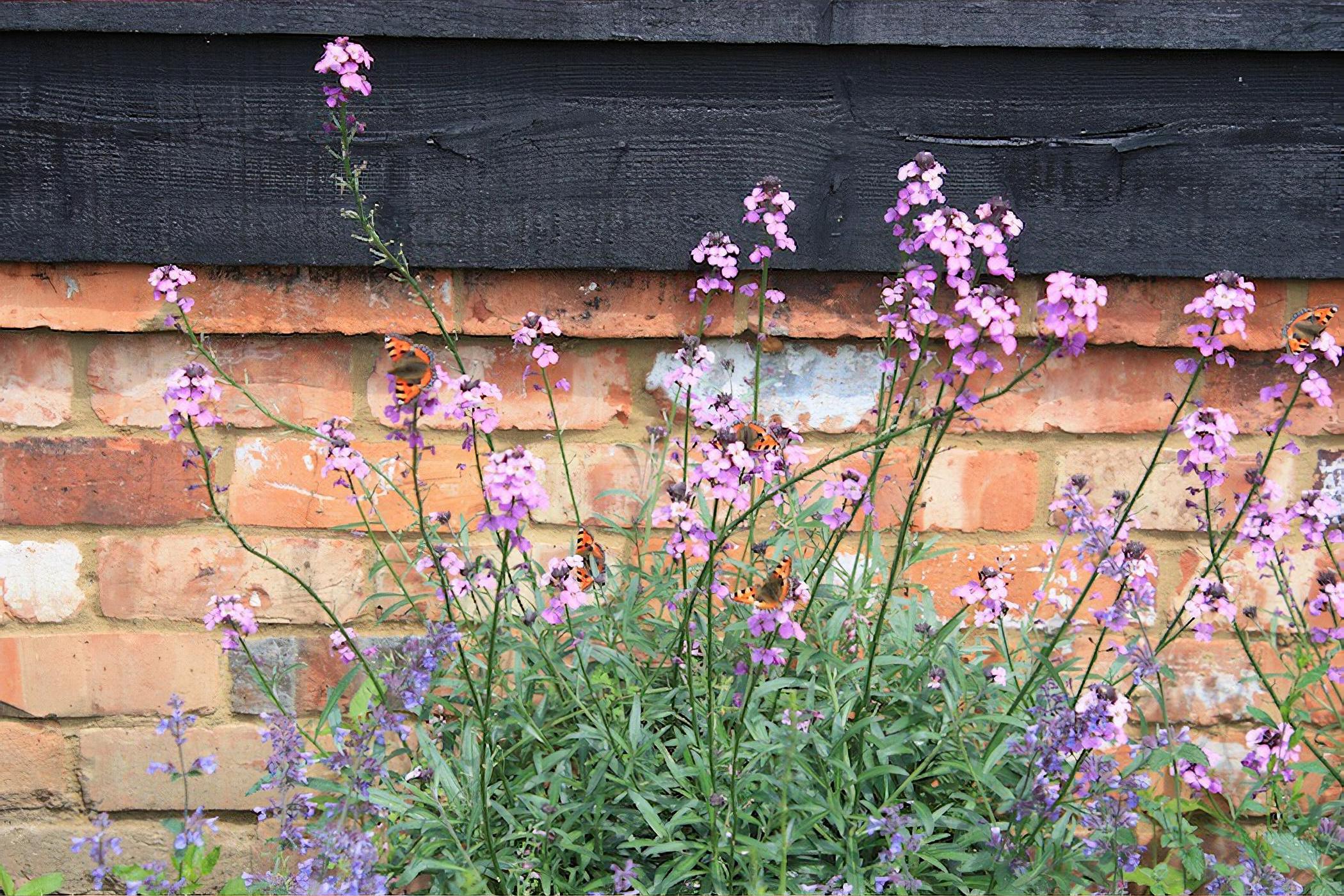 Scented border planting for a sunny garden