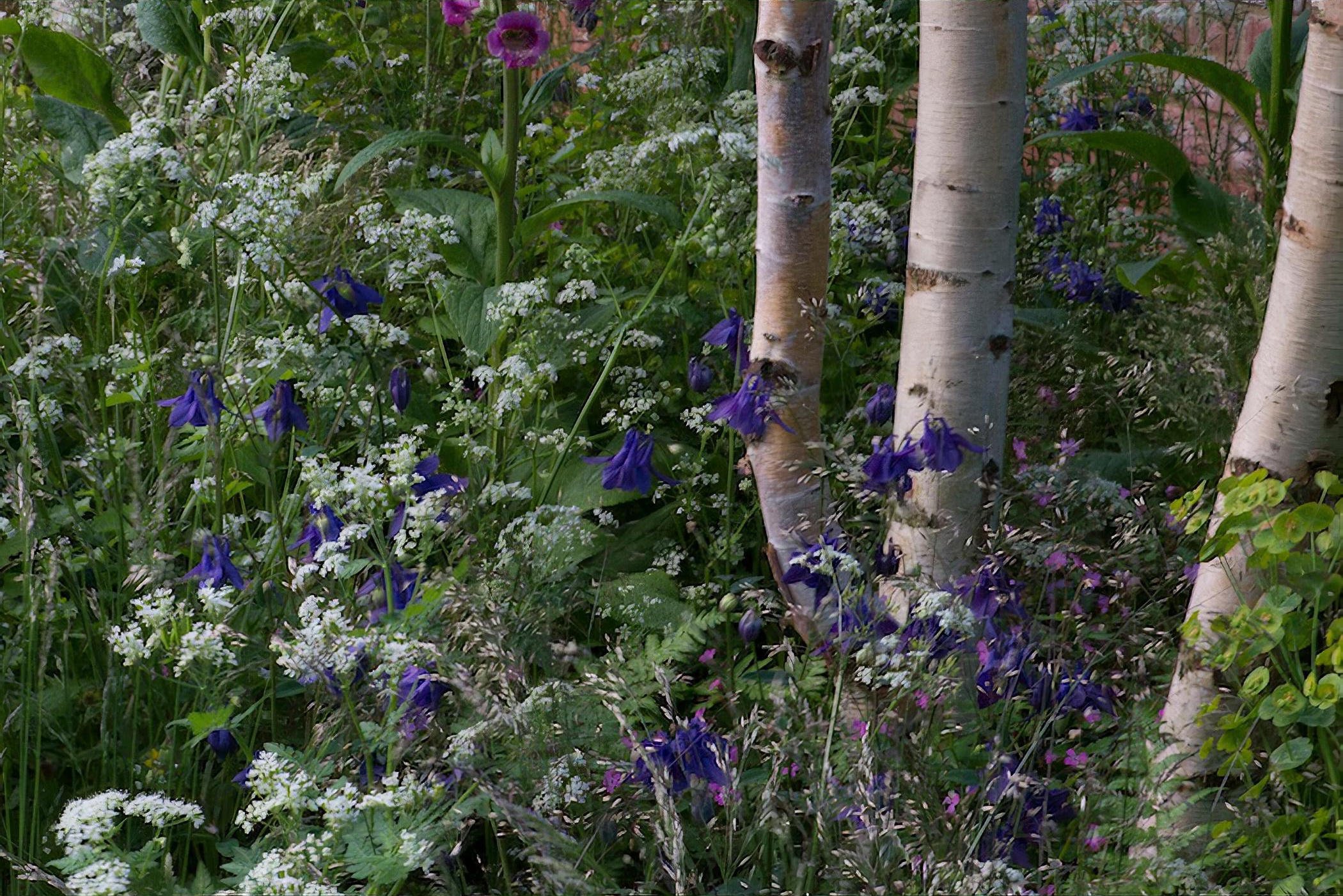 Hartley Botanic RHS Chelsea Flower Show 2016