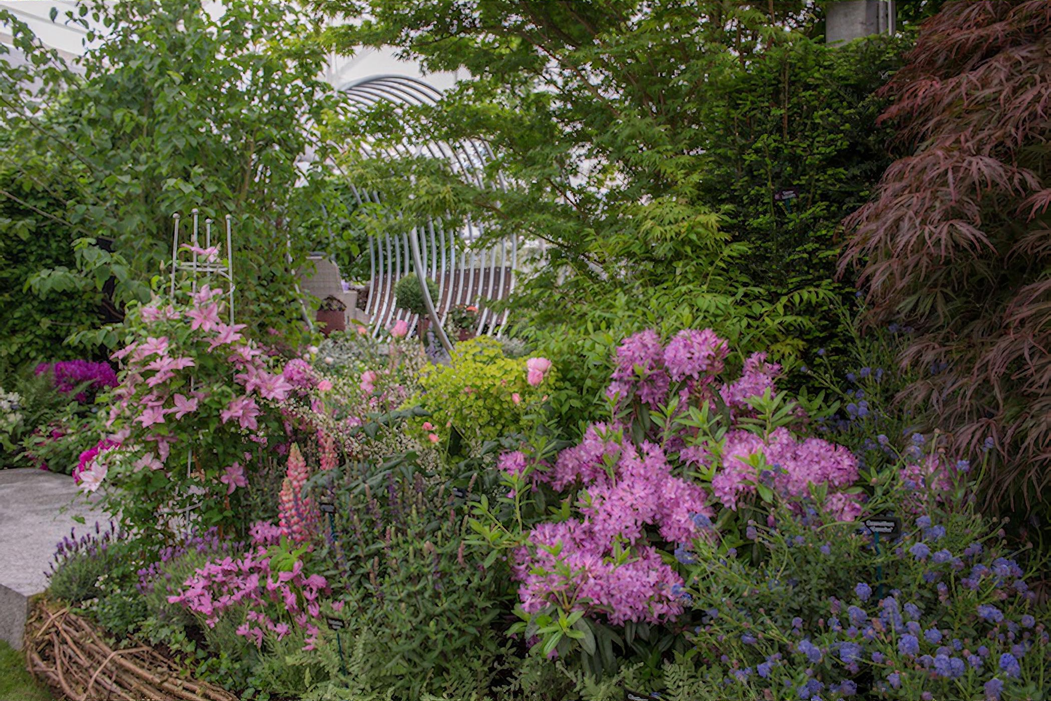 Hillier Spring Garden by garden designer Sarah Eberle