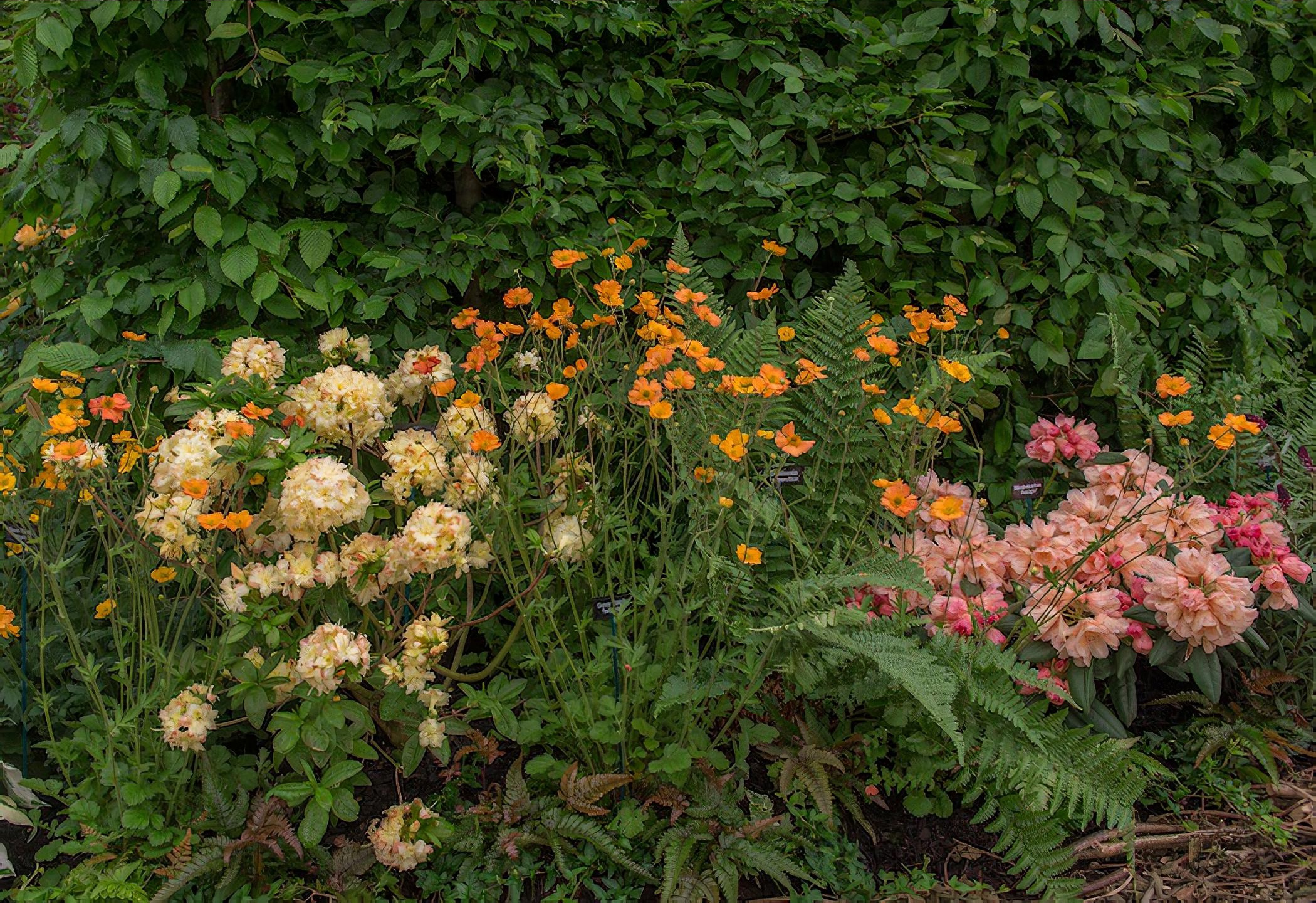 Hillier Spring Garden by garden designer Sarah Eberle