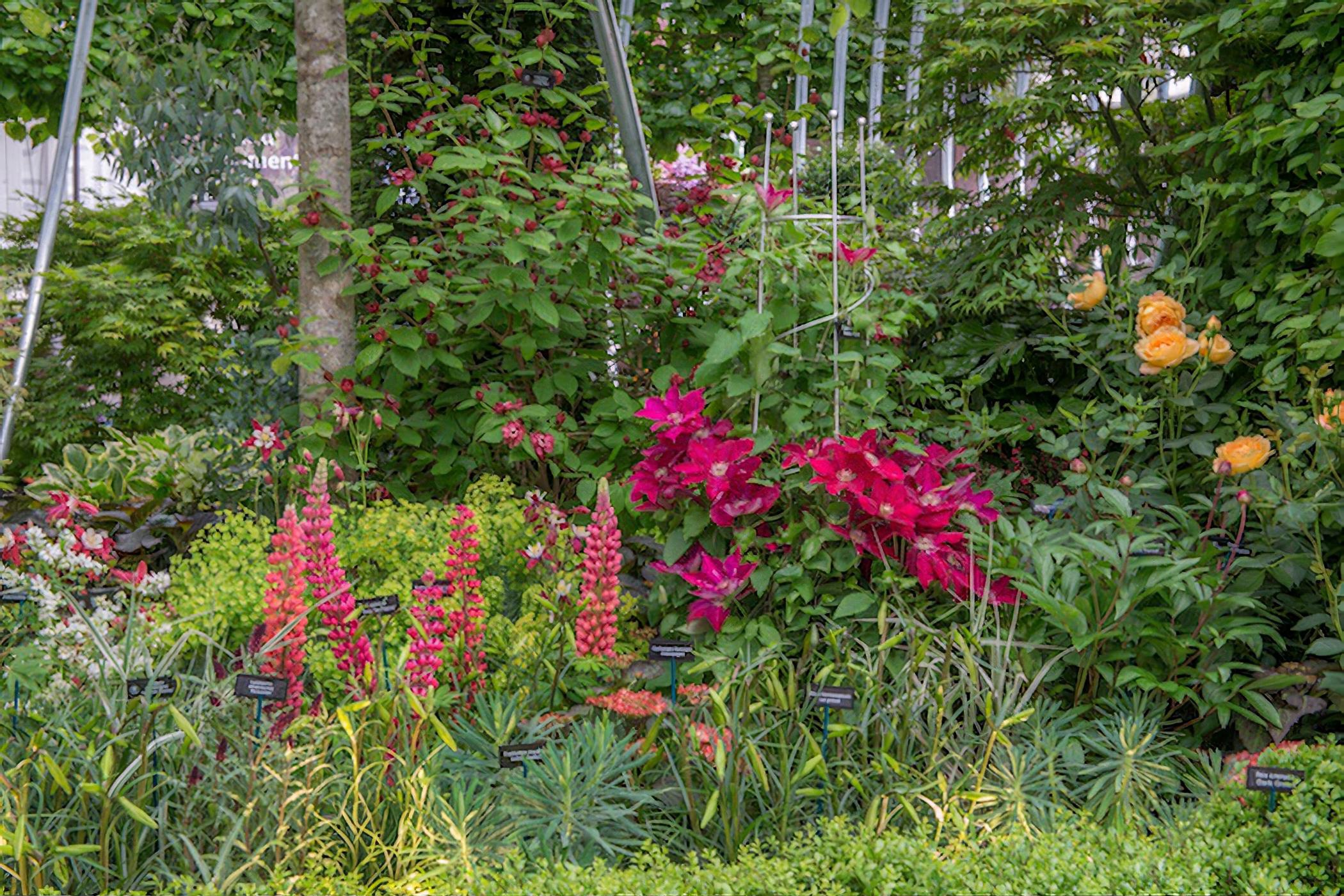 Hillier Spring Garden by garden designer Sarah Eberle