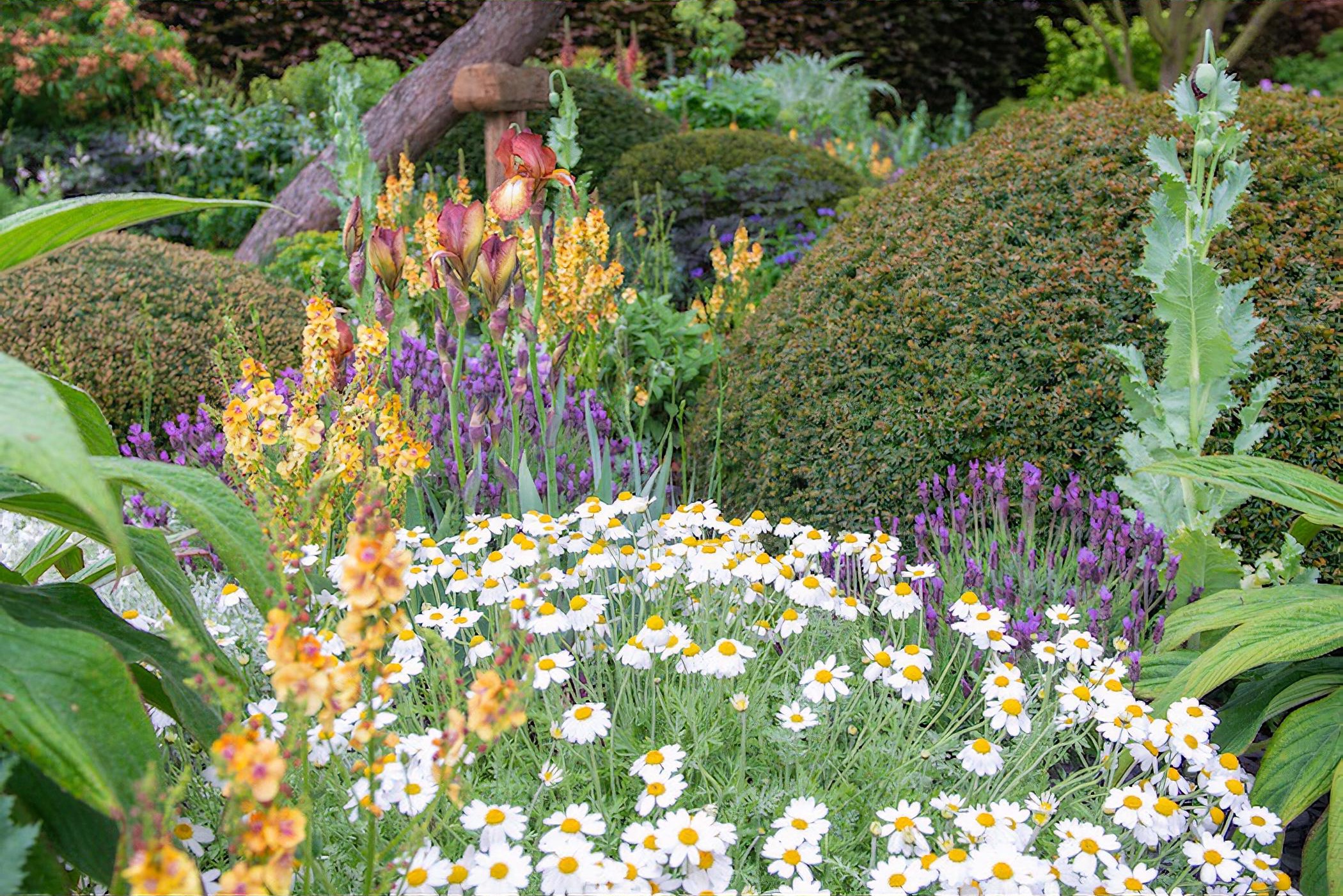 The Morgan Stanley Garden by garden designer Chris Beardshaw Chelsea ...