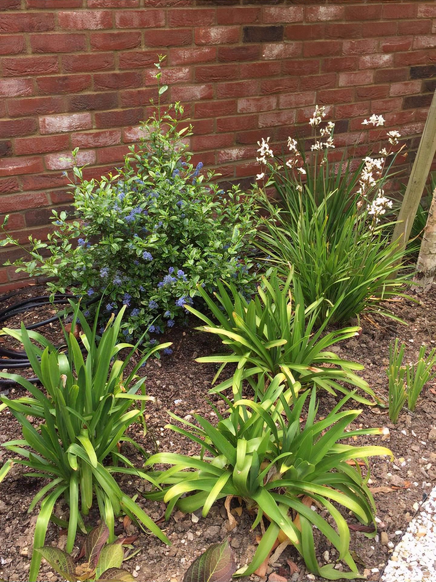 Shenley Garden Designed by Gillie Leaf Garden Design