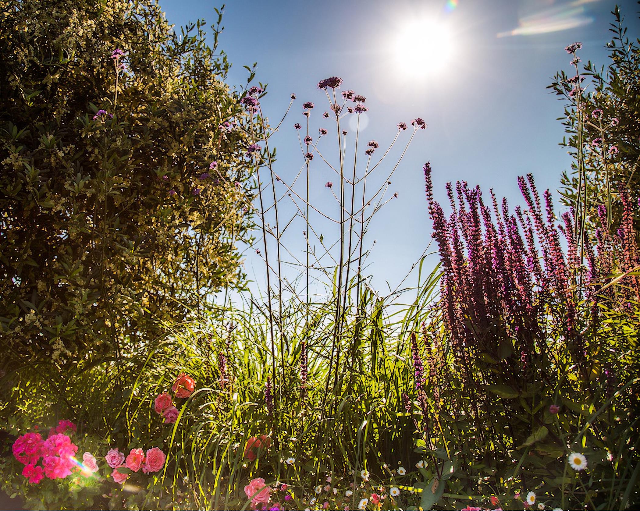 Roof Garden Oasis Hampstead Designed by Manoj Malde