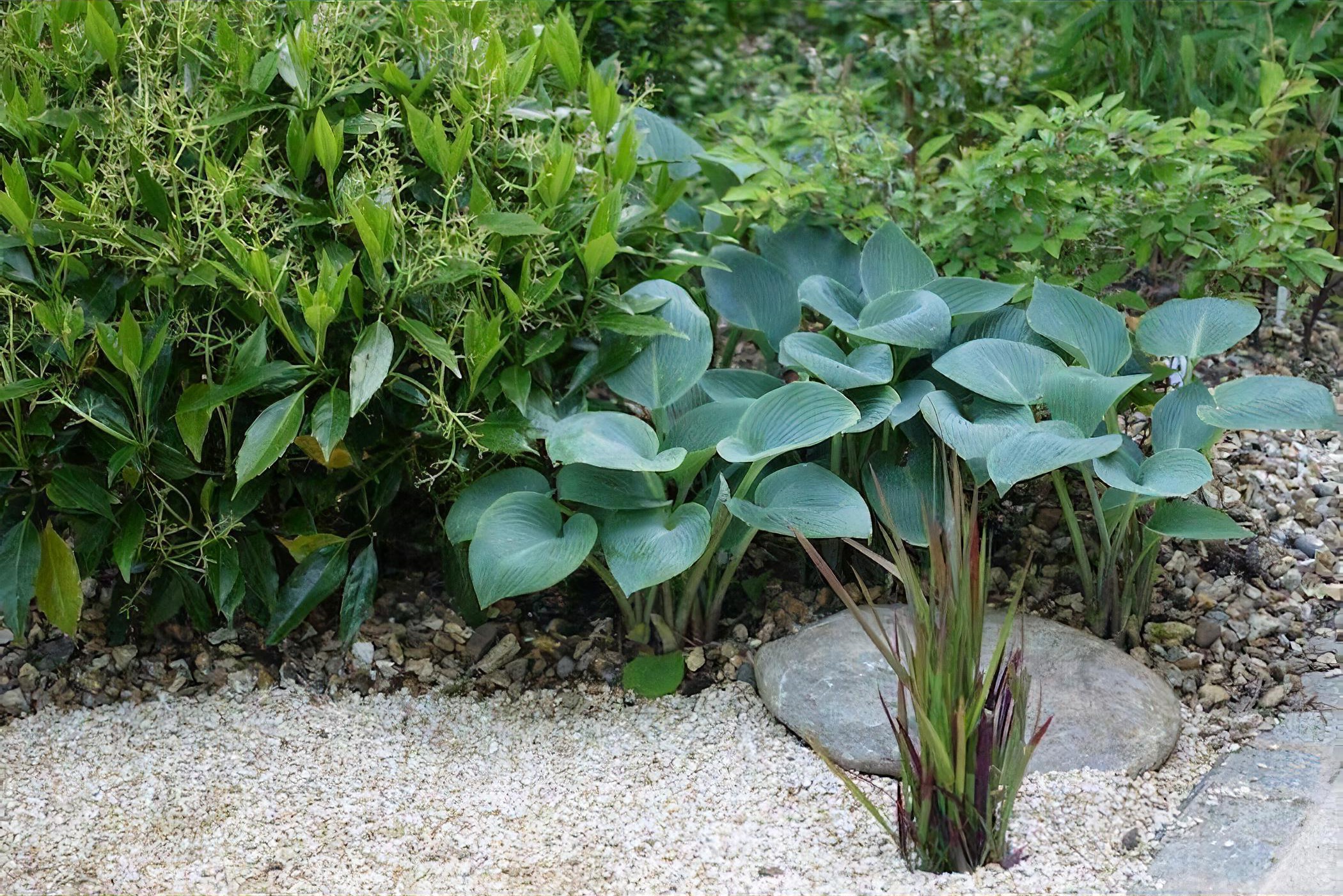 A Japanese Garden in Oxford By Mark Griffiths and his partner Yoko Otsuke