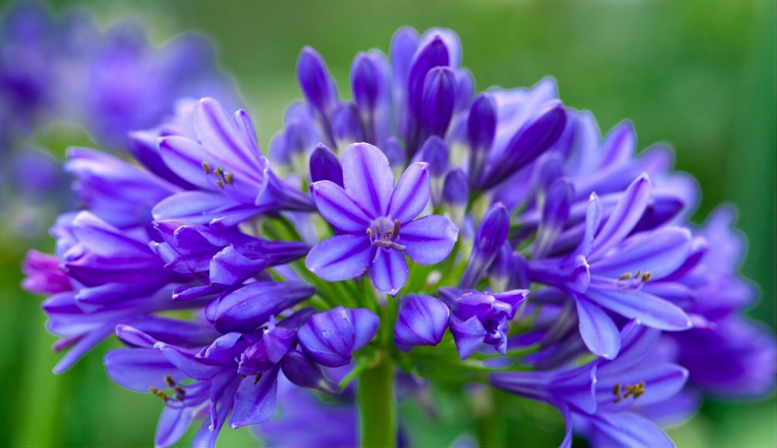 Agapanthus
