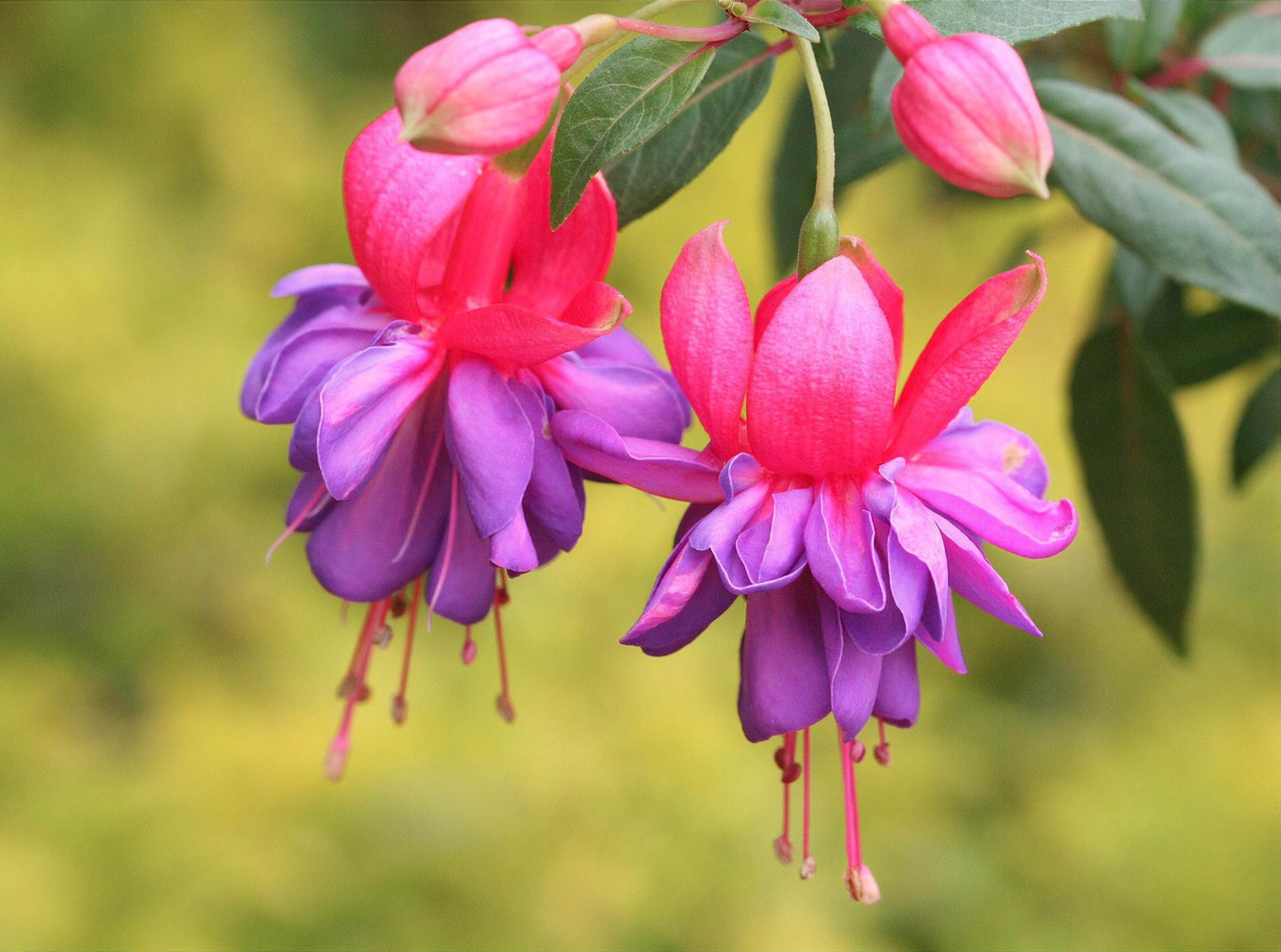 Fuschia plant of the month May