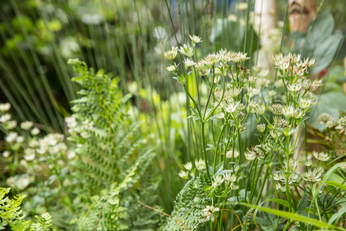 Container Gardens: The IBC Pocket Forest by garden designer Sara Edwards