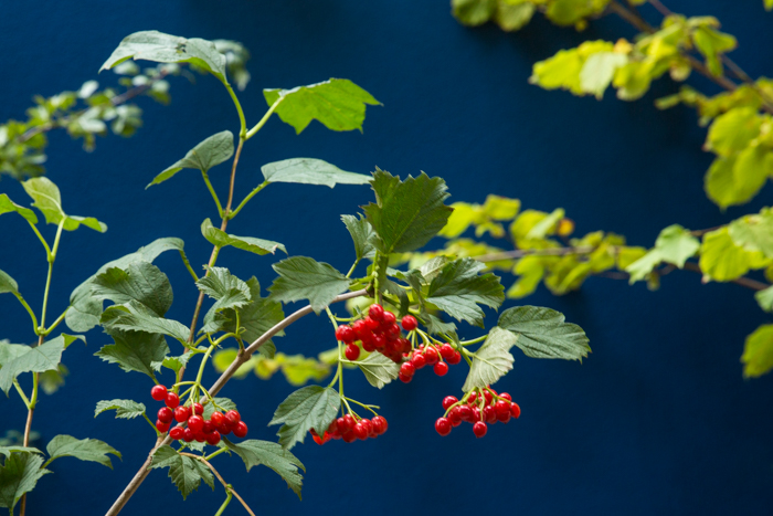 Container Gardens: The IBC Pocket Forest by garden designer Sara Edwards