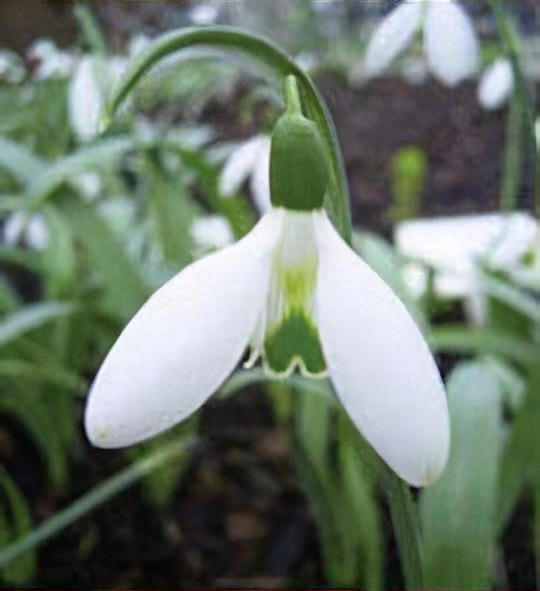 Galanthus elwesii