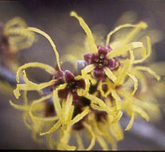Hamamelis